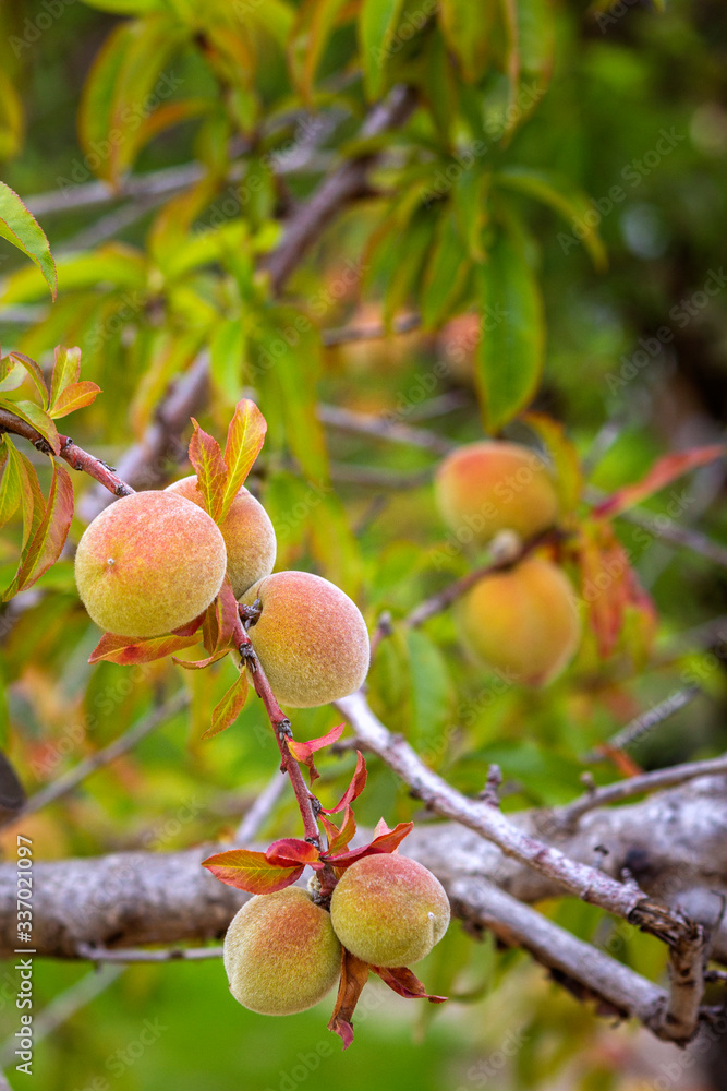 Growing peaches, species Prunus persica a deciduous tree native to ...