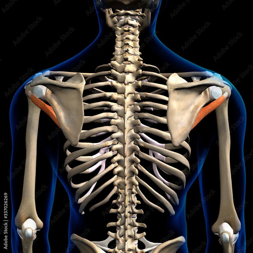 Teres Minor Muscles Isolated in Posterior View Human Anatomy on Black ...