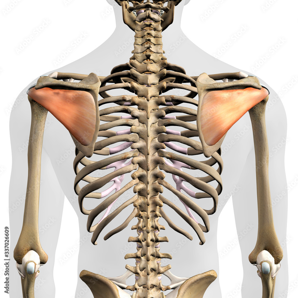 Infraspinatus Muscles Isolated in Posterior View Human Anatomy on White ...
