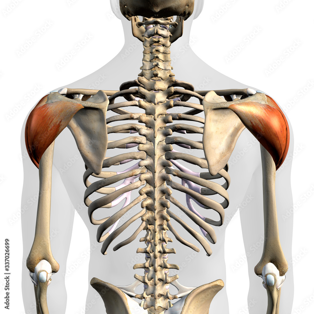 Deltoid Muscles Isolated in Posterior View Human Anatomy on White ...