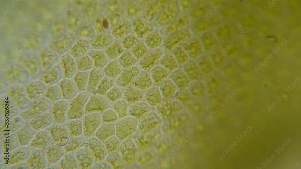 Chloroplast under a microscope. Chloroplasts in plant cells. Cell ...