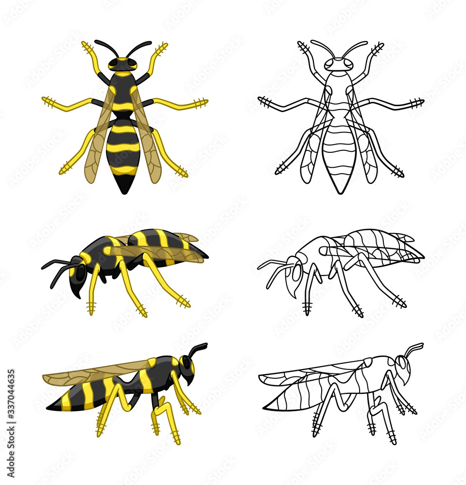 Wasps set colored and line versions isolated illustration on white ...