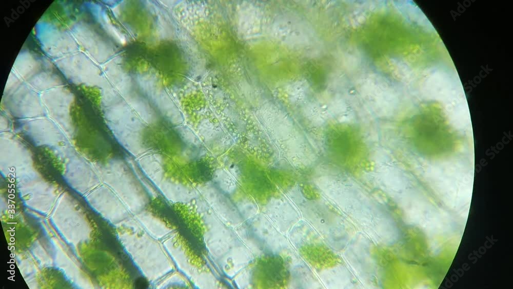 Green chlorophyll, chloroplasts in plant eukaryotic cell structures ...