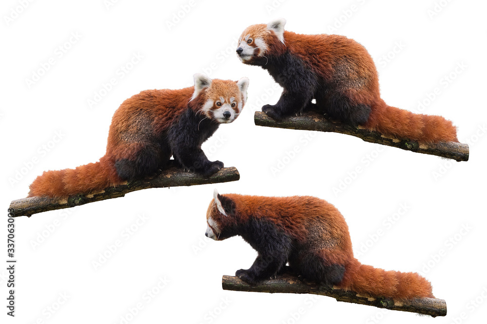 Red panda photo set on white background Stock Photo | Adobe Stock