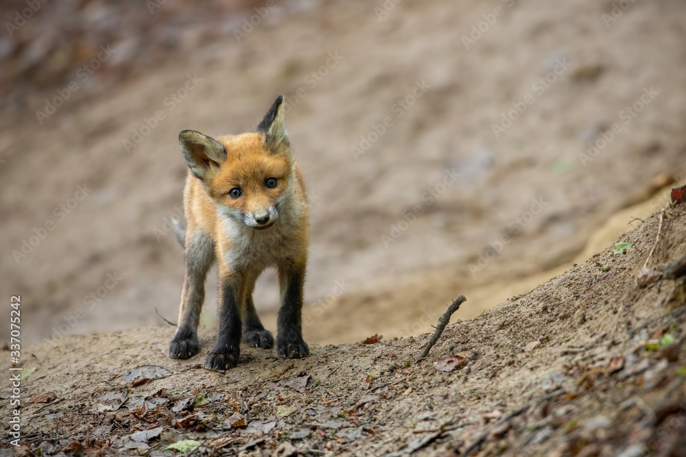 Cute red fox, vulpes vulpes, standing near burrow hidden in slope of a ...