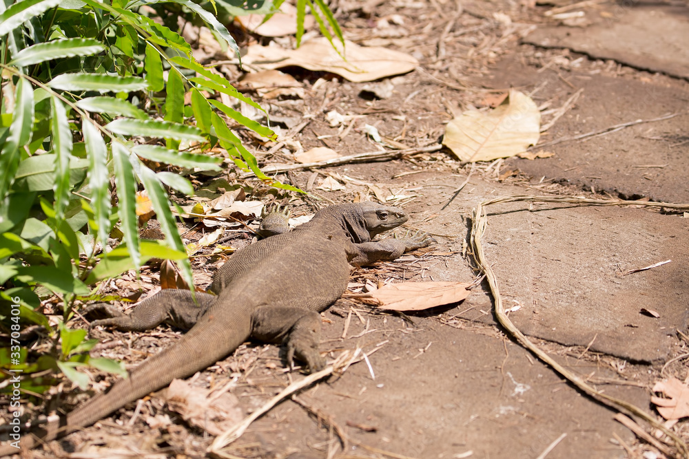Bengal Monitor Lizard (varanus bengalensis) or common Indian monitor ...