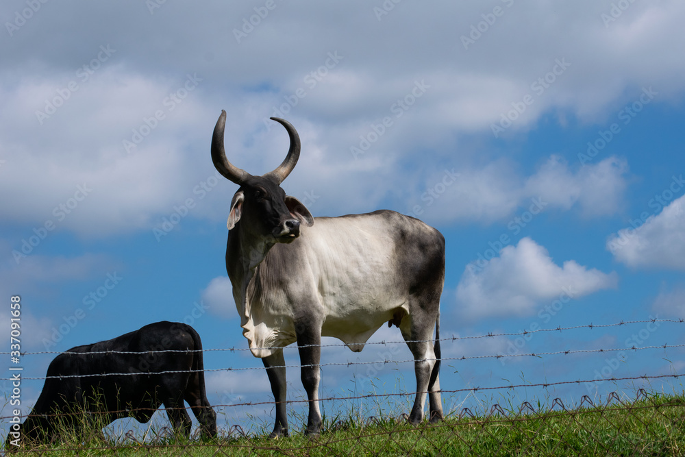 Guzera cattle were the first breed of zebu cattle to arrive in Brazil ...