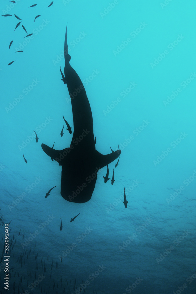 Whale shark and small fish Stock Photo | Adobe Stock