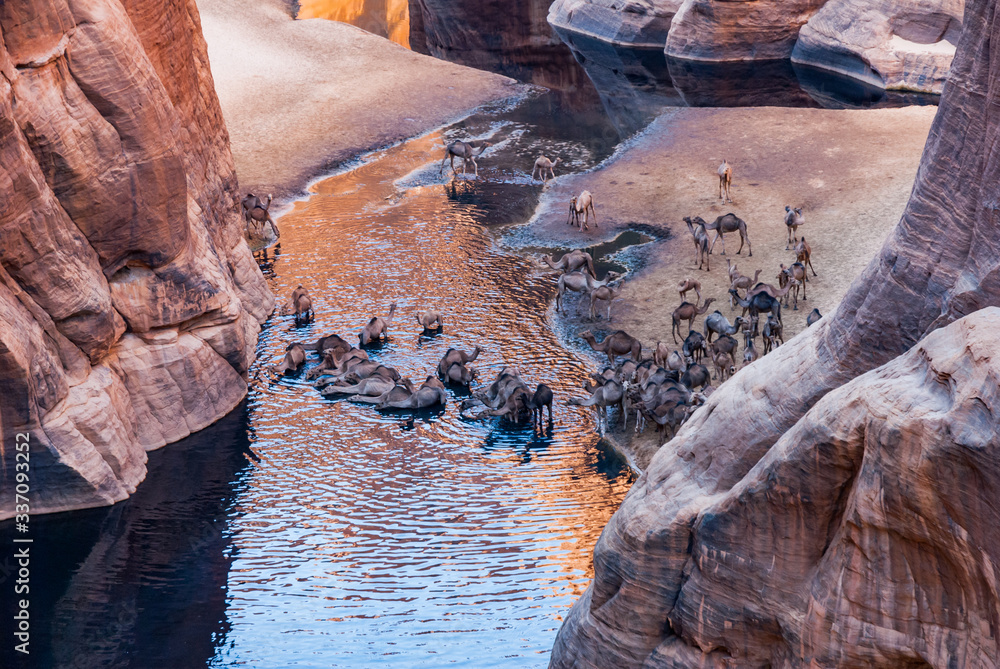 Guelta d'Archei waterhole near oasis, camels dringing the woater ...
