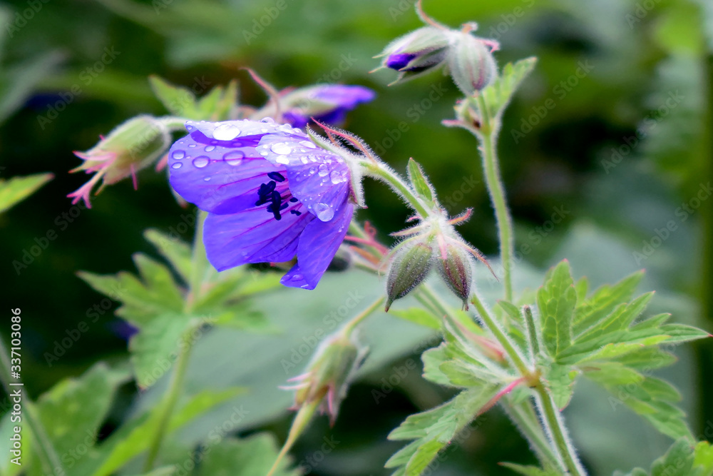 Geranium wallichianum - native to the Himalayas - valley of flowers ...