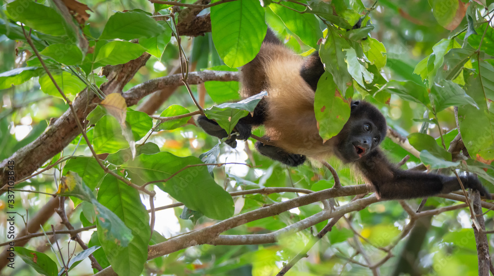 Emerging from the leaves a howler monkey is spread eagle with each limb ...