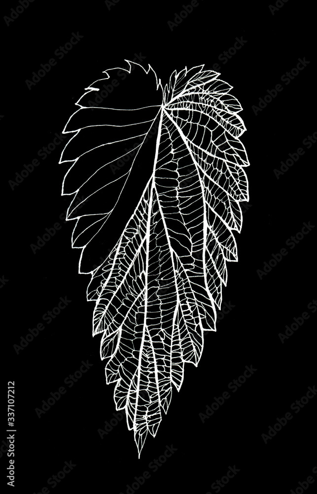 skeleton nettle leaf drawn with white lines on a black background ...