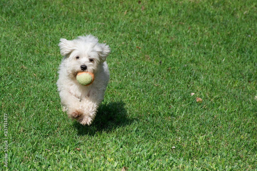 Perro cachorro de pelaje blanco jugando con pelota Stock Photo | Adobe ...