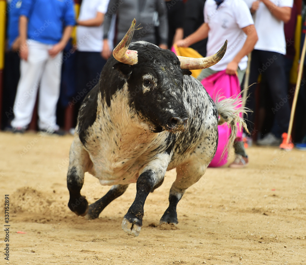 un toro bravo español con grandes cuernos en una plaza de toros en un ...