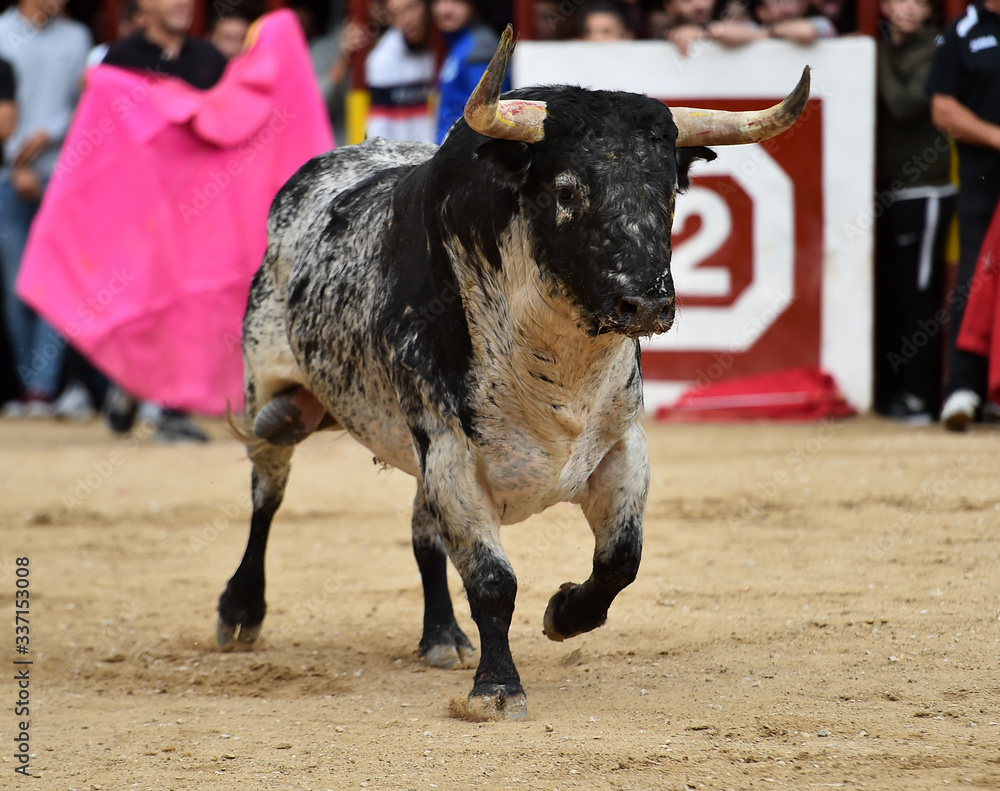 Poster un toro bravo español con grandes cuernos en una plaza de toros ...