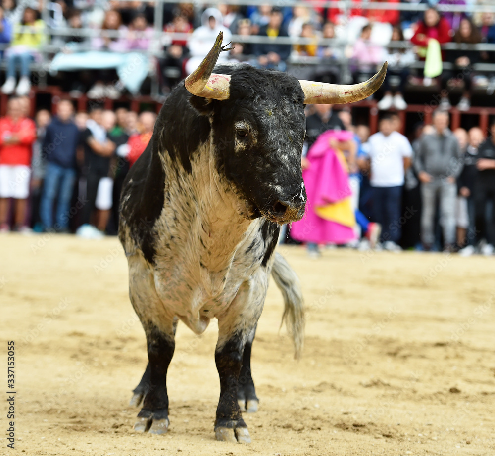 toro en un tradicional espectaculo de toreo Stock Photo | Adobe Stock
