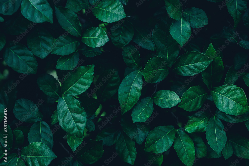 closeup nature view of green leaf in garden, dark wallpaper concept ...