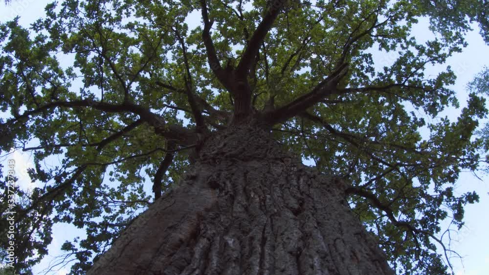 Low angle perspective of oak tree and its widespread, leafy branches ...