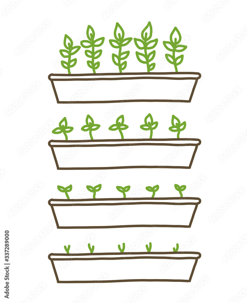 Growing seedlings stages. Plant shoots tray. Seedlings agriculture ...