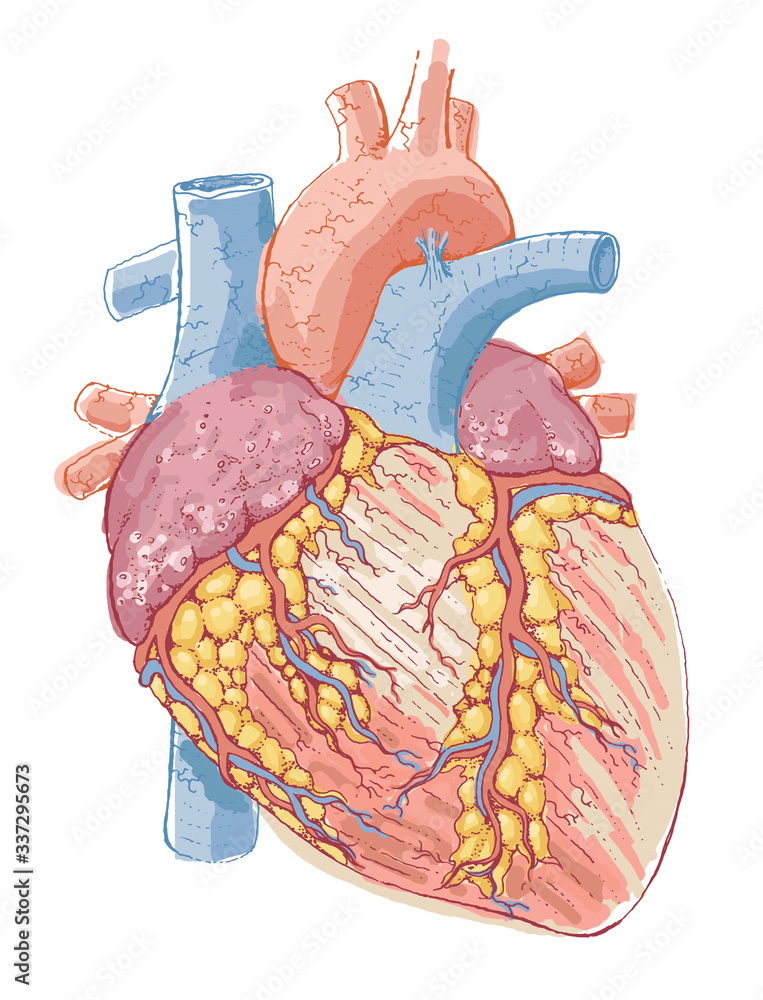 Human heart anatomy drawing - detailed colored illustration - human ...