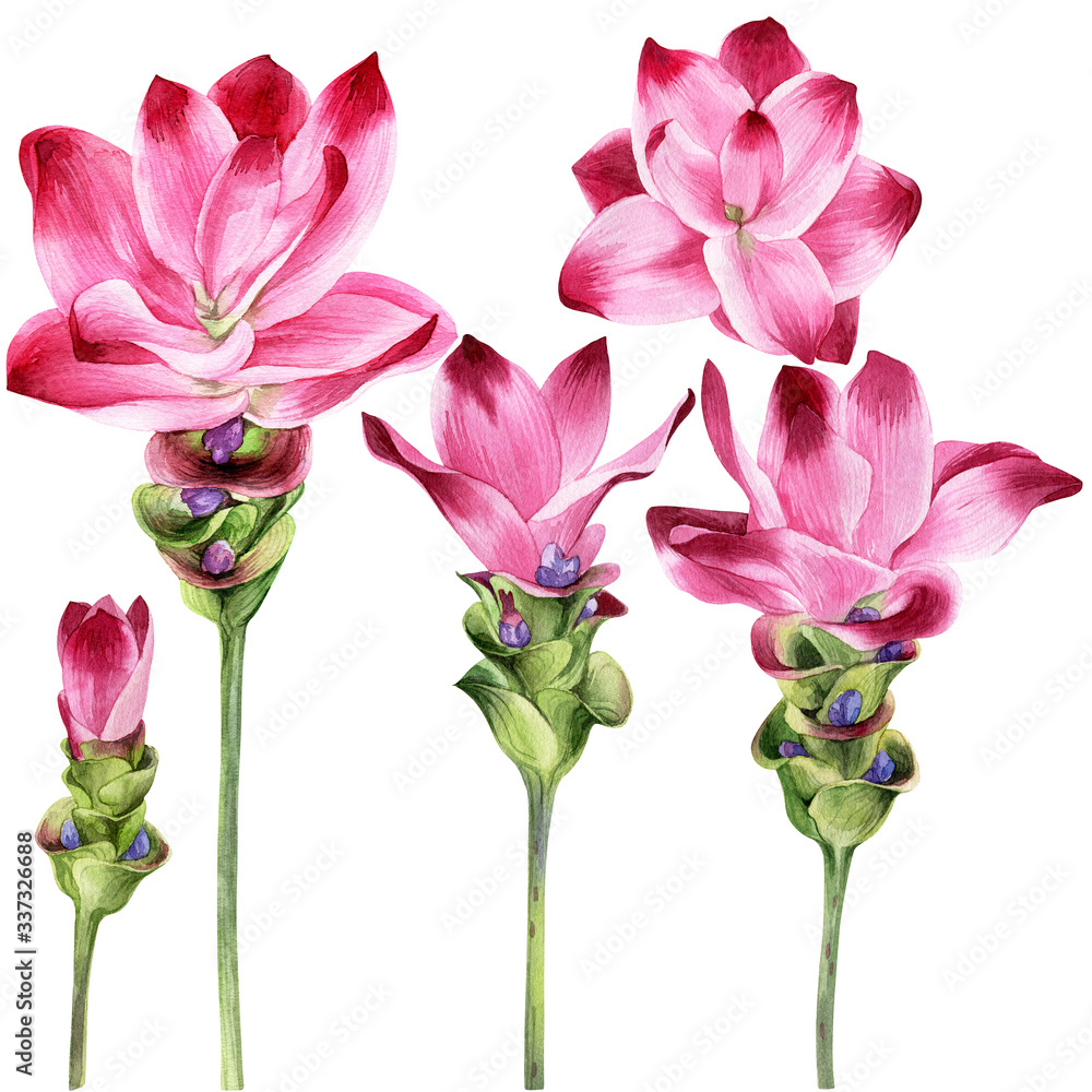 Set of curcuma, turmeric flower on isolated white background ...