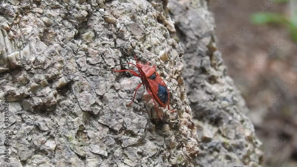 Beetle bugs Pyrrhocoris apterus. Many firebugs on a tree in different ...