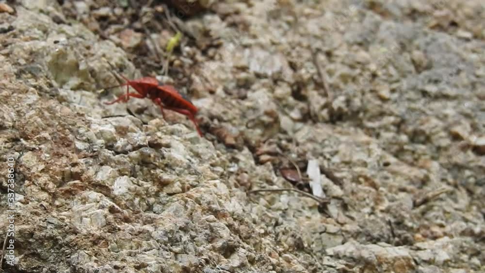 Beetle bugs Pyrrhocoris apterus. Many firebugs on a tree in different ...