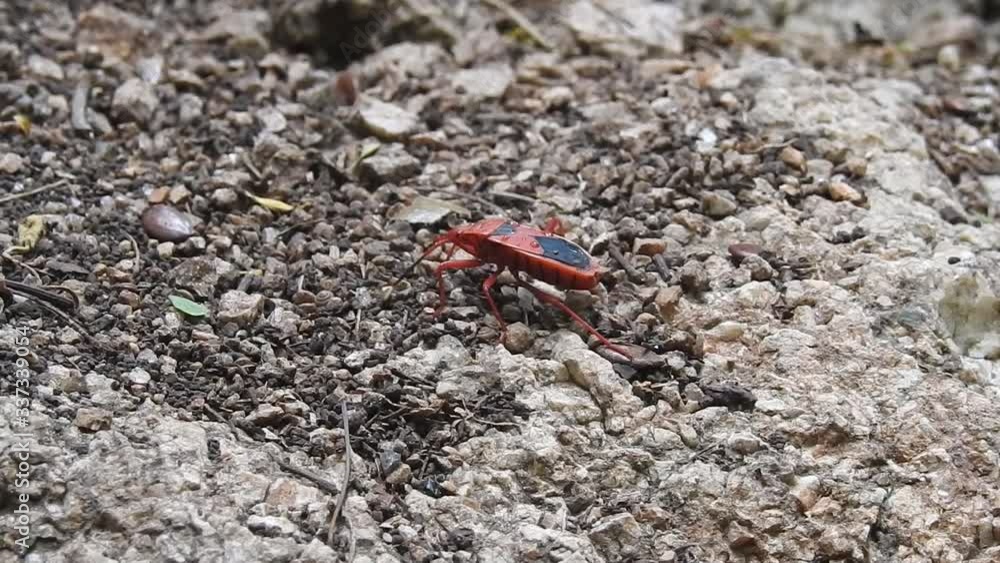 Beetle bugs Pyrrhocoris apterus. Many firebugs on a tree in different ...