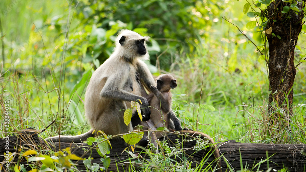 In the deep forest of chhattisgarh india monkey and the baby monkey ...