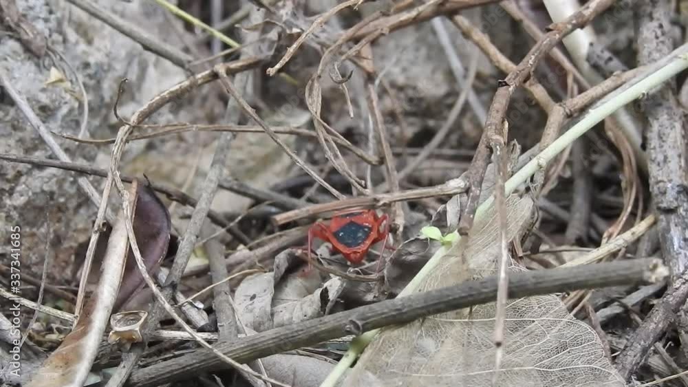 Beetle bugs Pyrrhocoris apterus. Many firebugs on a tree in different ...