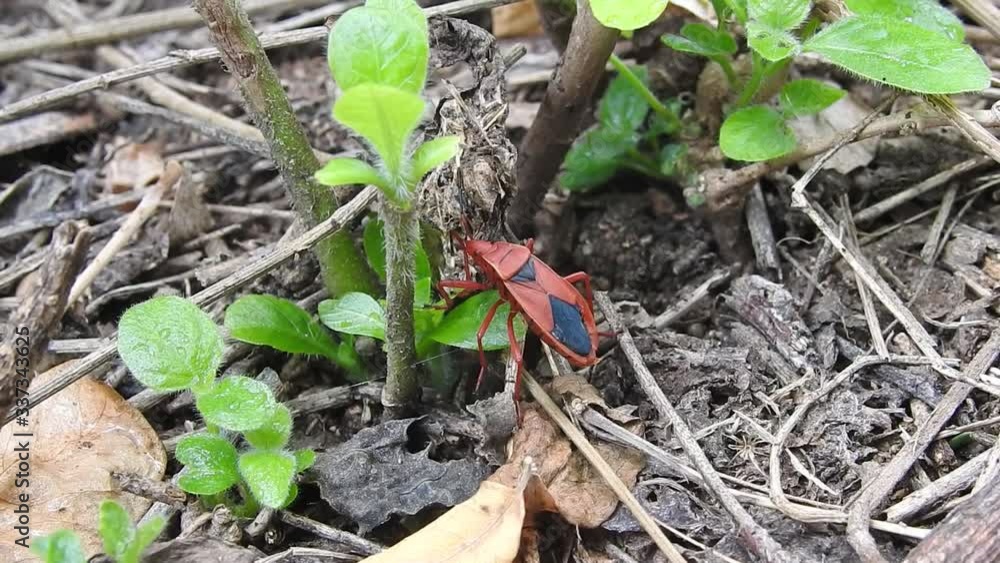 Beetle bugs Pyrrhocoris apterus. Many firebugs on a tree in different ...