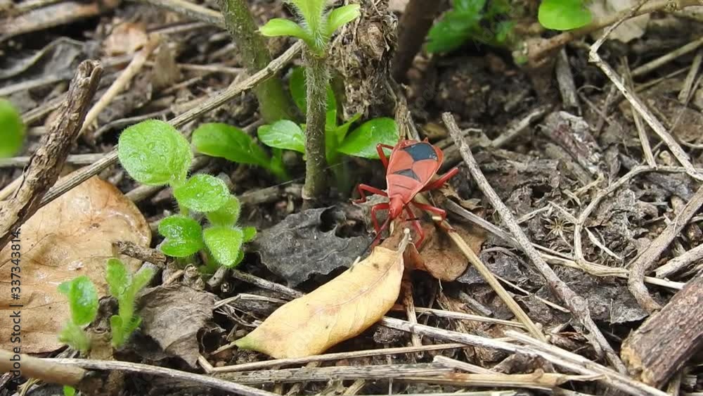 Beetle bugs Pyrrhocoris apterus. Many firebugs on a tree in different ...