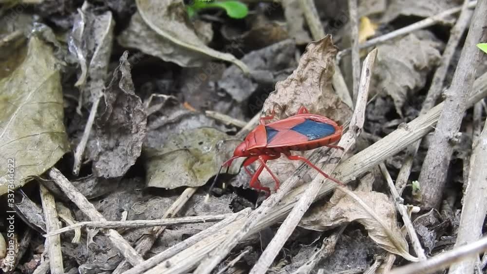 Beetle bugs Pyrrhocoris apterus. Many firebugs on a tree in different ...