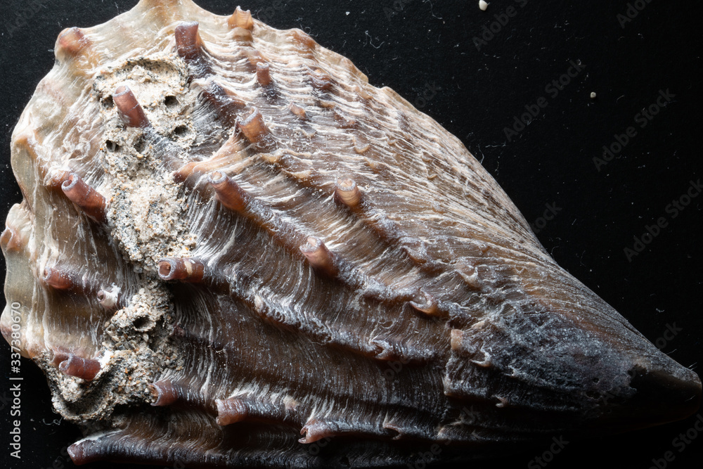 Seashells textures, shapes, colors for graphic resources on black ...