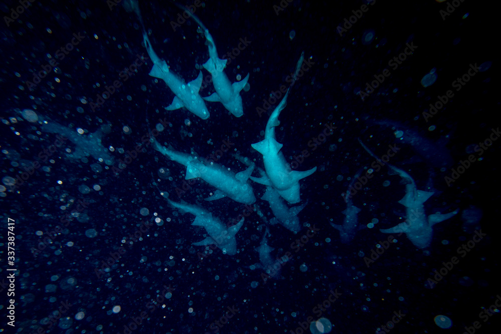 diving in shark infested water at night on alimatha maldives site Stock ...