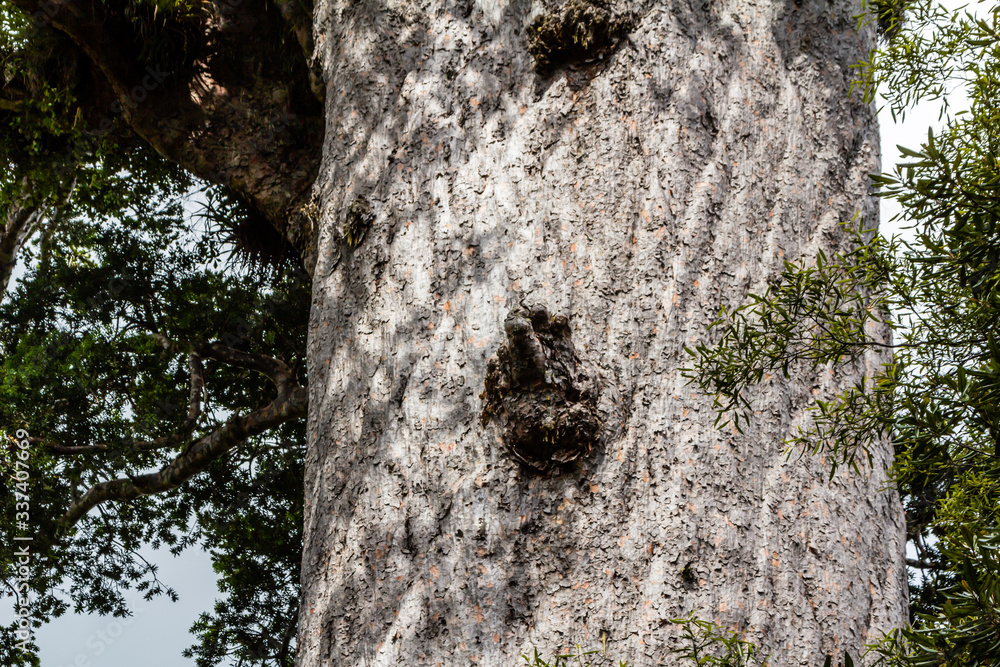 The rare Kauri tree in the Waipua Forest, Dagraville, New Zealand Stock ...