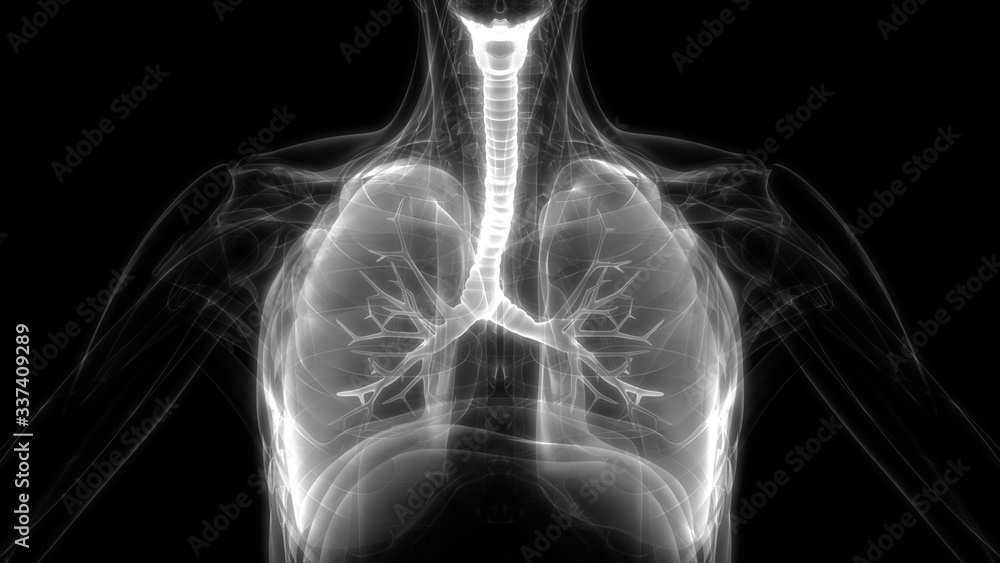 Lungs a Part of Human Respiratory System Anatomy X-ray 3D rendering ...
