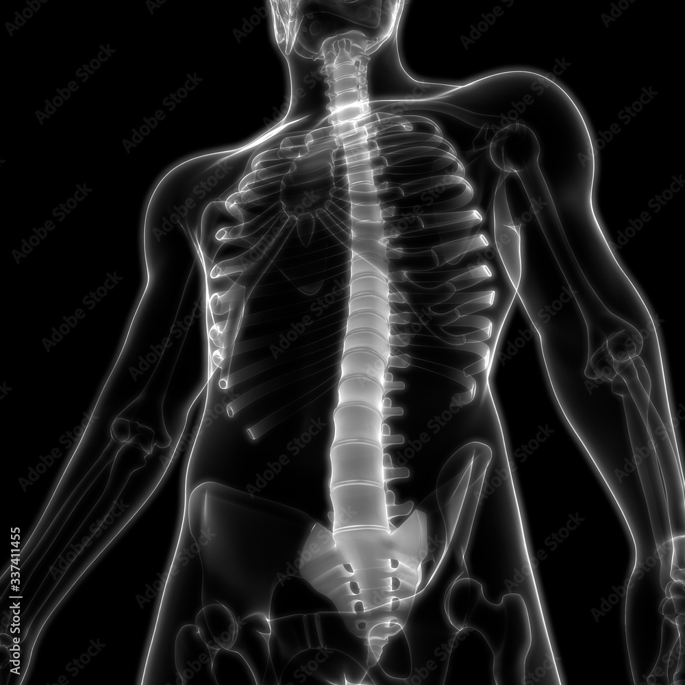 Vertebral Column of Human Skeleton Anatomy X-ray 3D rendering Stock ...