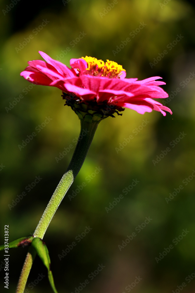 Pink Zinnia is elegantly bathed in the sunshine of a summer day. Zine ...