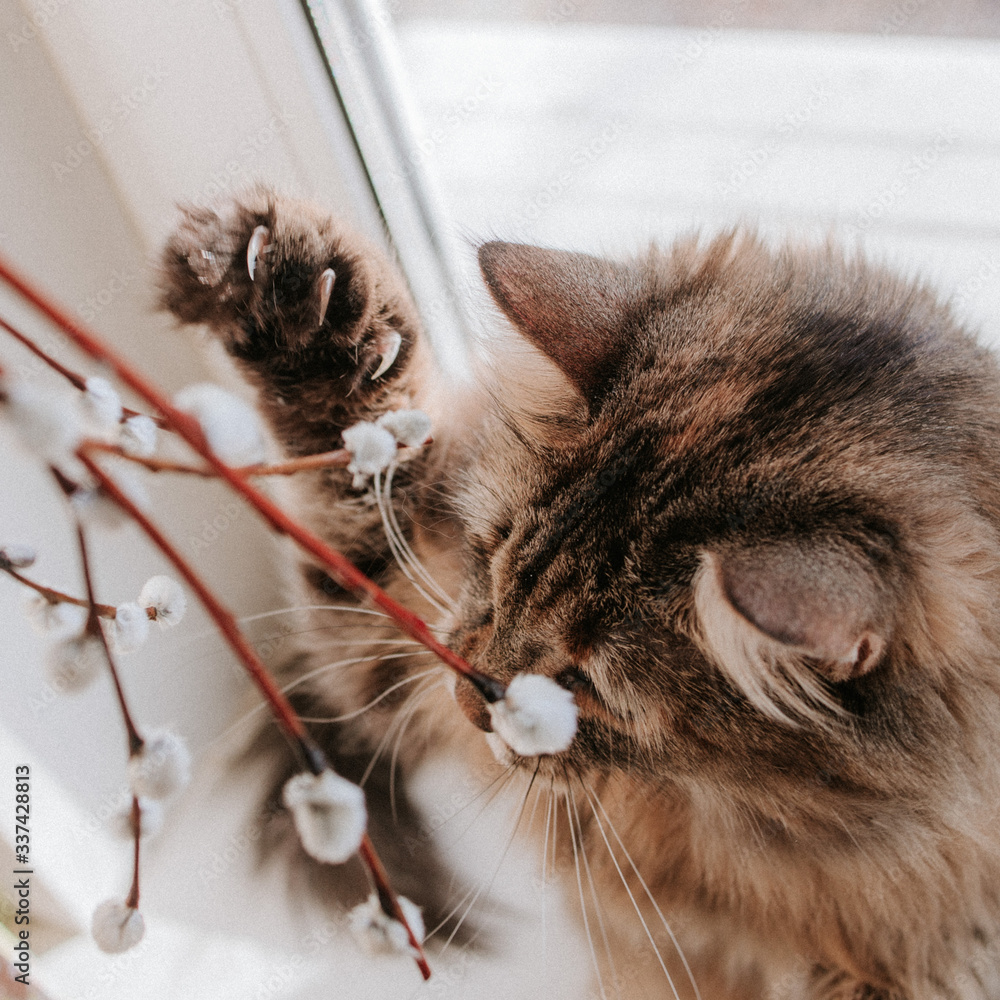 tabby cat stretches to sniff spring twigs, in the frame her clawed paw ...