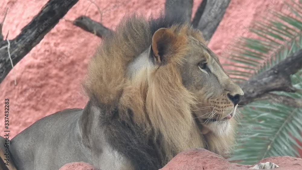 Vidéo Stock Crystal eyes of adorable lion on tree trunk background ...