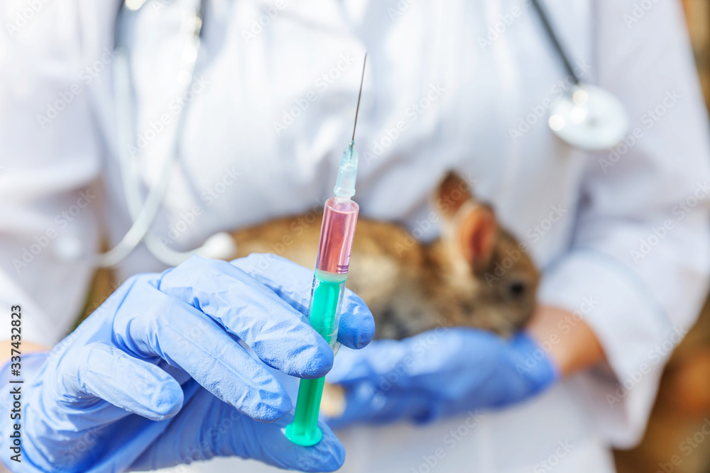 Veterinarian woman with syringe holding and injecting rabbit on ranch ...