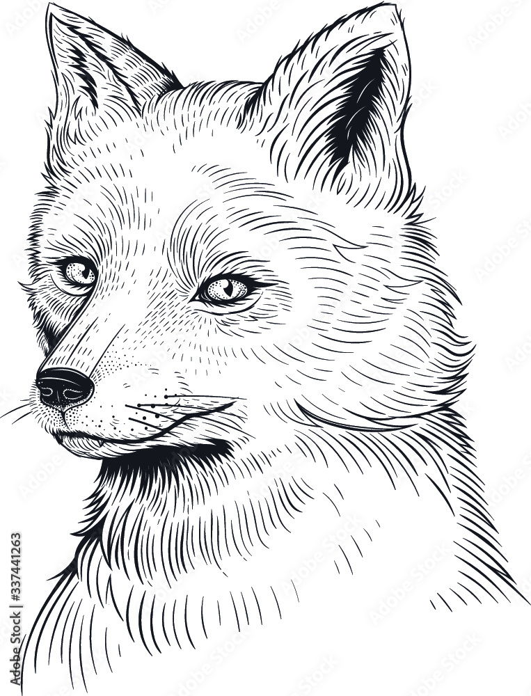 Vector Black and White Fox Head Illustration Stock Vector | Adobe Stock