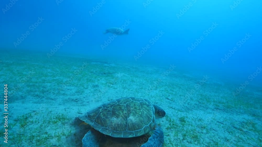 sea turtle underwater swim slow with sun beams and rays ocean scenery ...