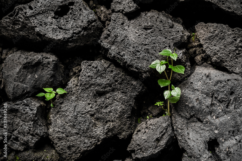 Porous black stones with texture. Small plant sprout makes its way ...