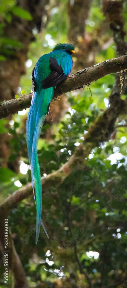 Male Resplendent Quetzal peers over its shoulder and down its long tail ...