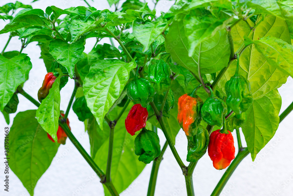 Trinidad Moruga Scorpion (Capsicum chinense) fully grown plant. With ...