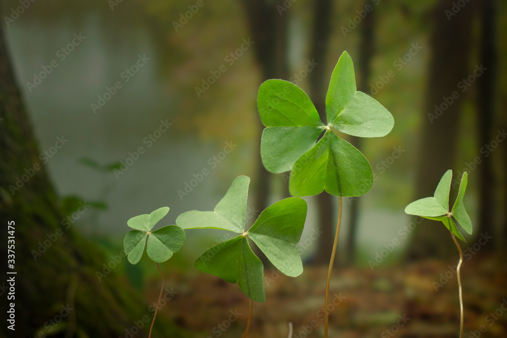 Trebol de tres hojas en el bosque aun costado de un lago con arboles al ...