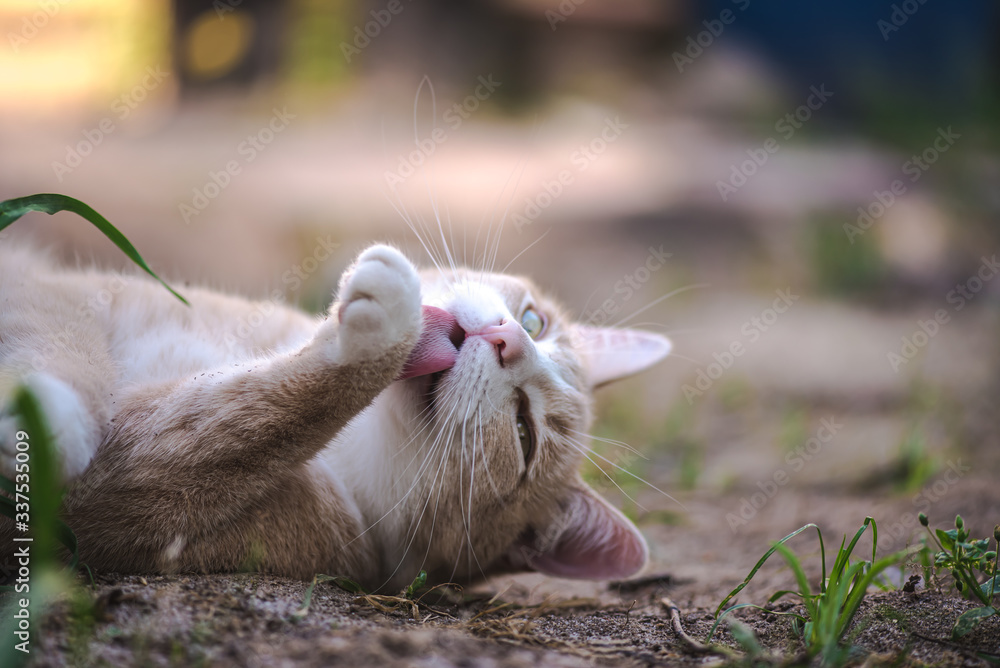 Foto de Ginger orange tabby cat licking washing paw with tongue ...