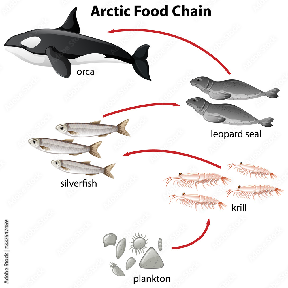 Diagram of arctic food chain from plantons to orca vector de Stock ...